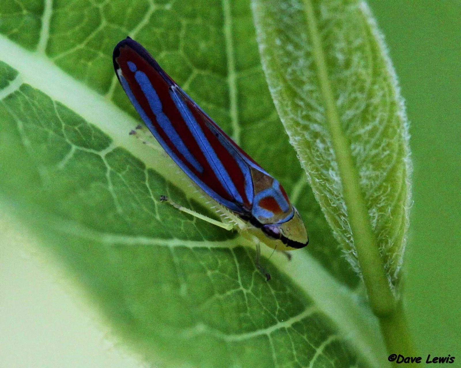 Birds from Behind : 08/01/2014 - 09/01/2014