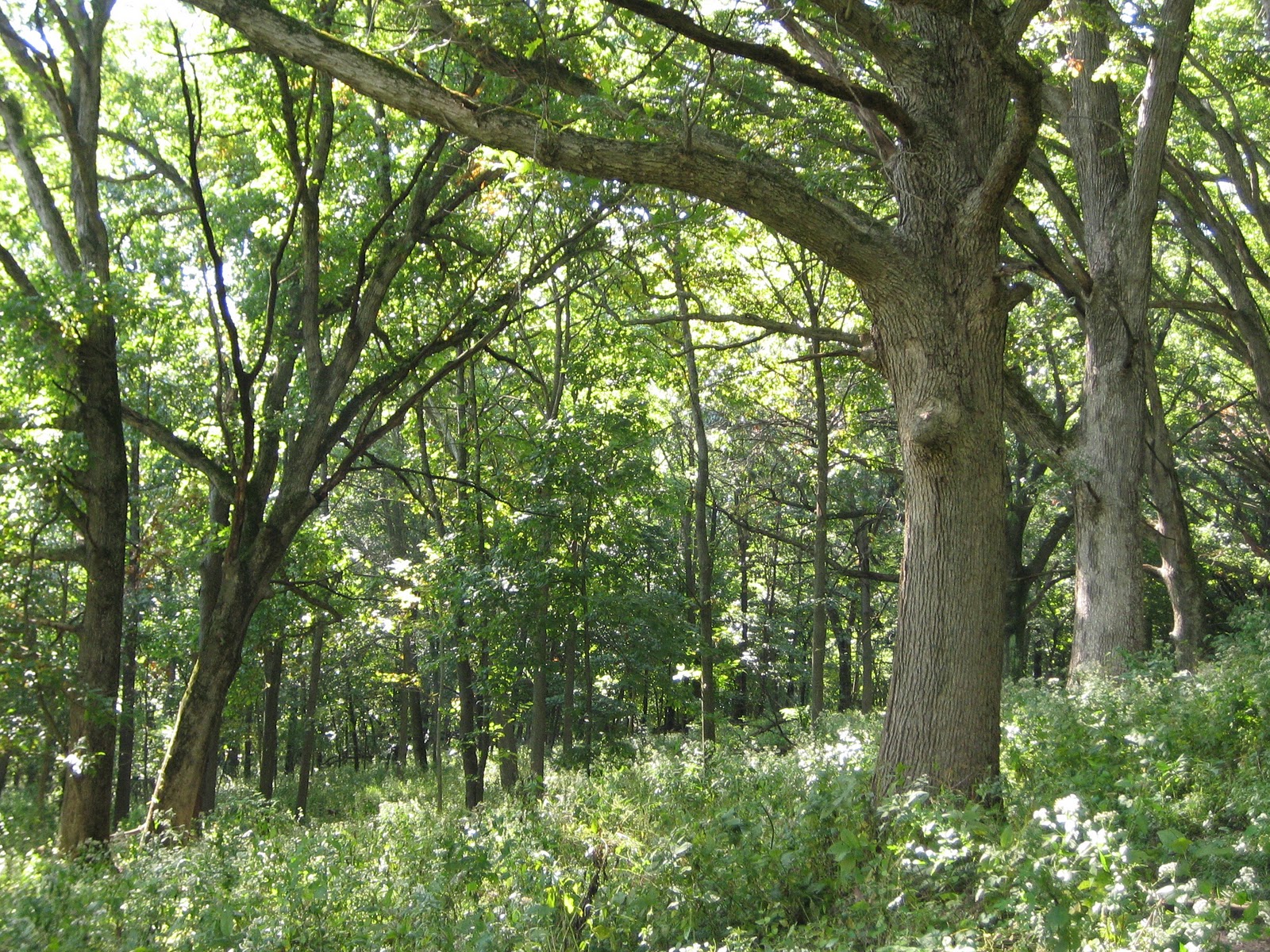 Practical Biology: science for everyone: Life of an Oak Part 1: life as ...