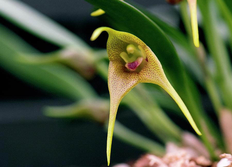Masdevallia peristeria care and culture | Travaldo's blog