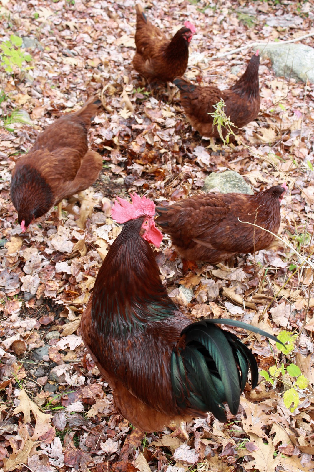 Simple Things Notebook: Walking with Chickens