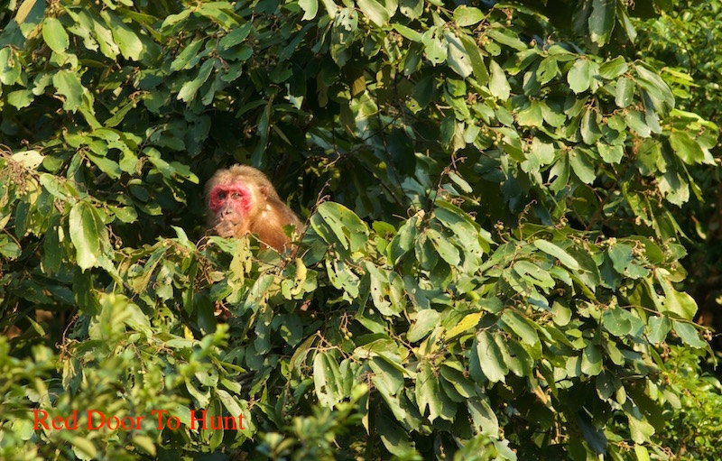 RED Door To Hunt: Laporan Pemerhatian & Kajian Beruk Kentoi~Macaca ...