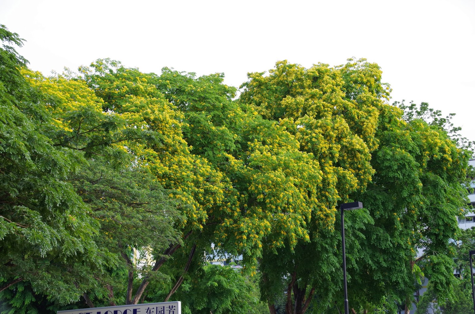 Trees and Plants: Angsana