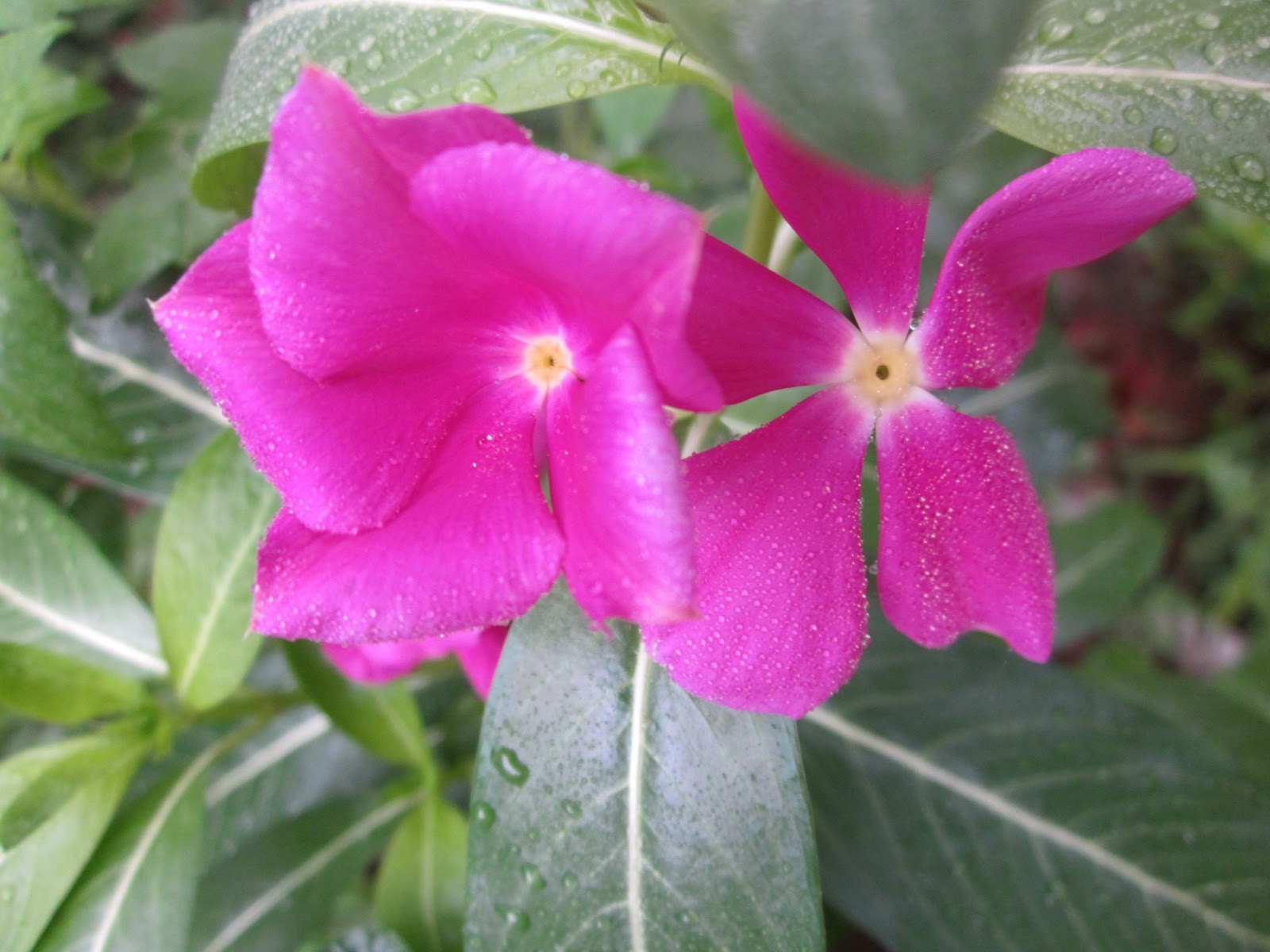 Vinca Flower (Shavamnari poo) | KERALA NATURE AND AYURVEDA