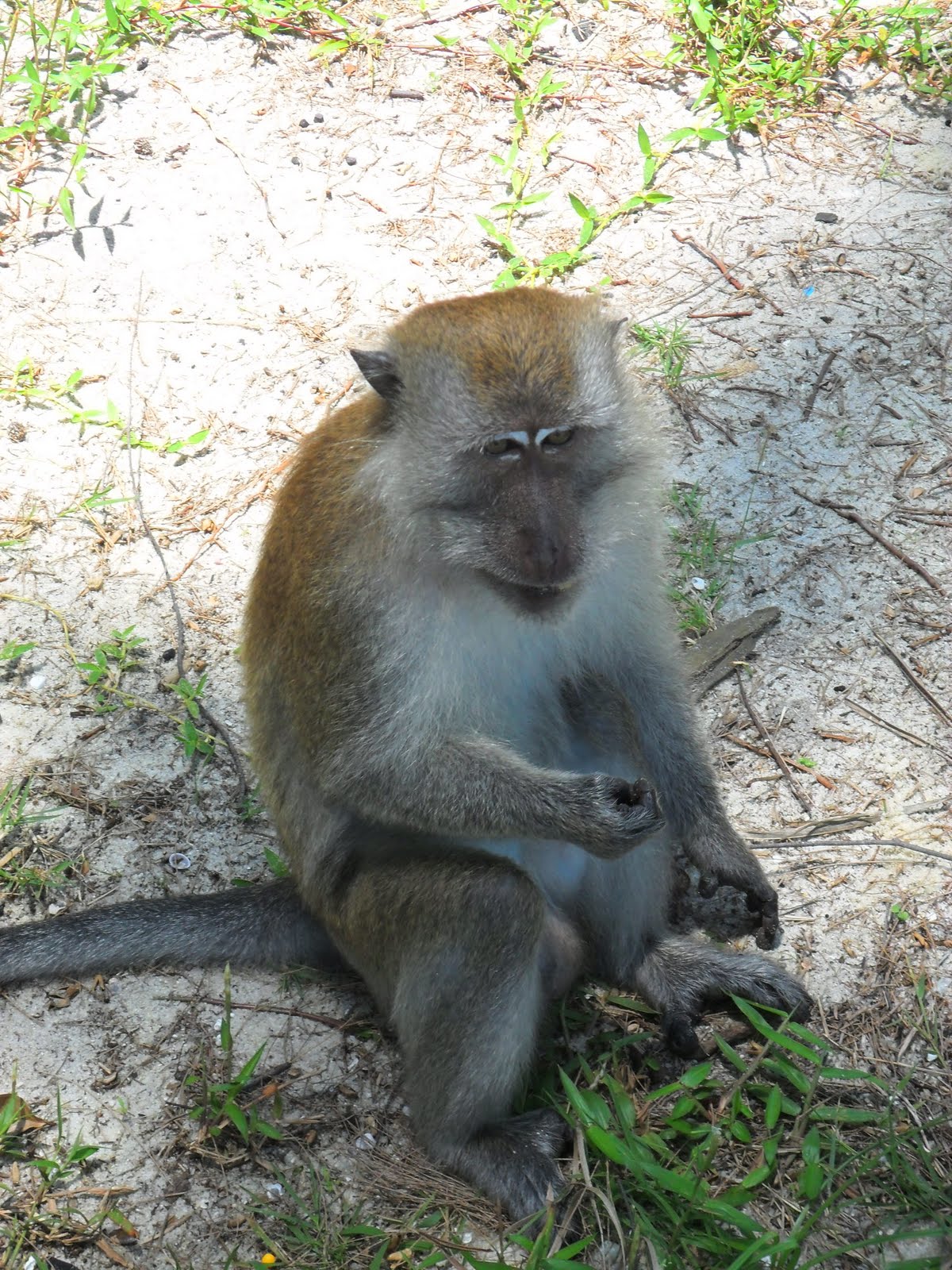 Freelance Flaneur: Macaques all, folks!