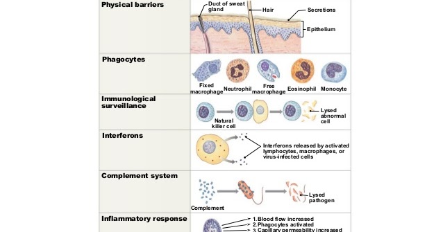 Anatomy & Physiology II: Innate Defenses