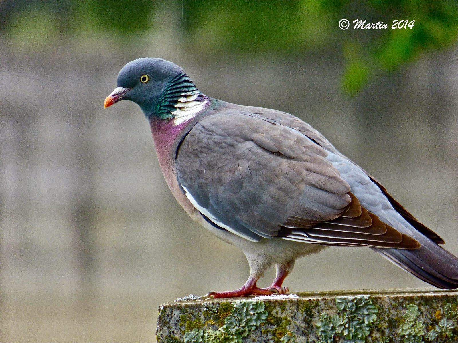 Miradas Cantábricas: EL RIO UMIA SIGUE DANDO JUEGO, A LOS DISTINTOS ...