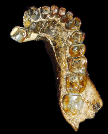 Paleoantropología hoy: Australopithecus africanus
