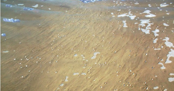 Beachanny By The Sea: SEA SALTS AND STARLIGHT