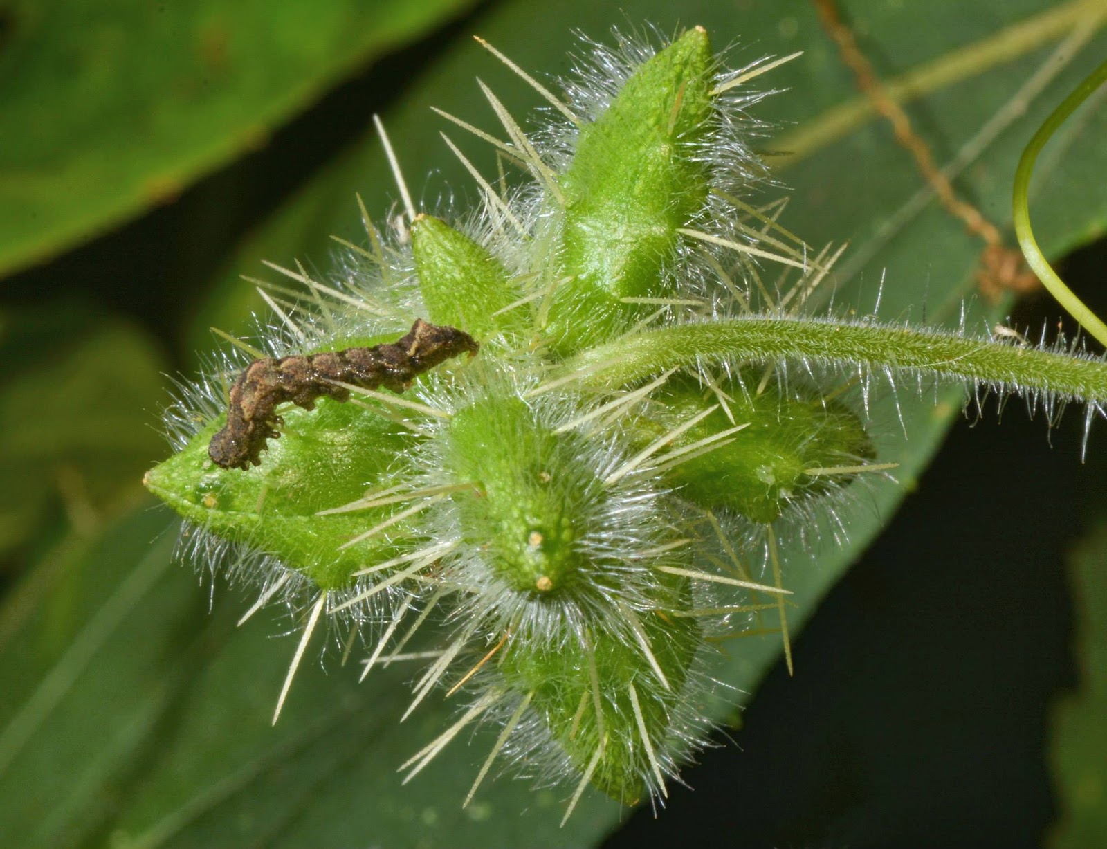 Nature Ramblers: Ramble Report September 17 2015