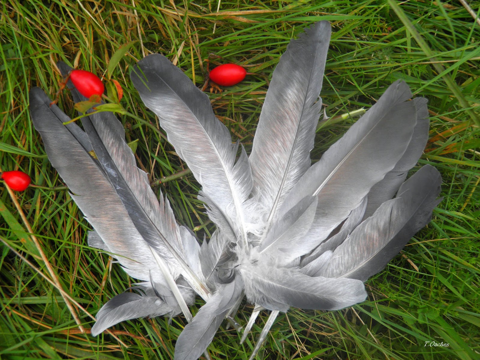 PASARI DIN ROMANIA: ULIU PORUMBAR (ULIUL GAINILOR), Accipiter gentilis