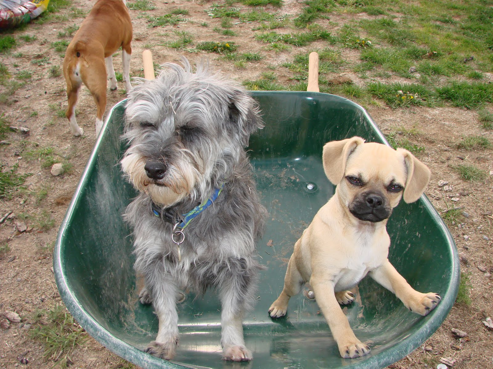 A Part of the Pack: Puppies in a Wheelbarrow