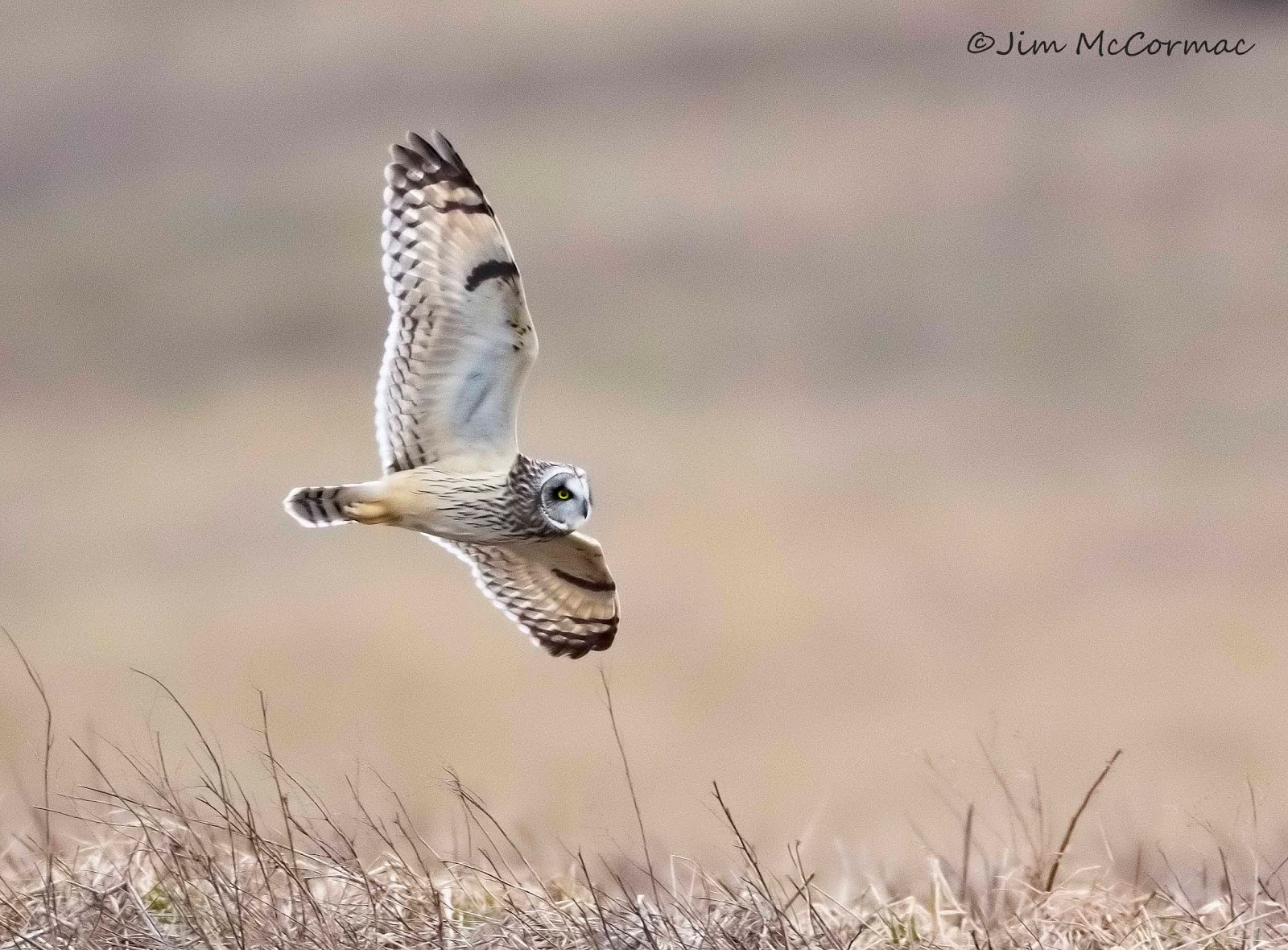 Ohio Birds and Biodiversity: Short-eared Owls