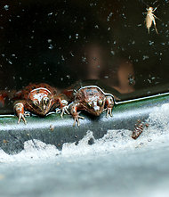 Groundling: Frogs in Prison