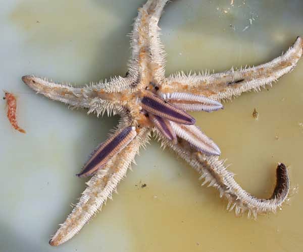 The Echinoblog: Learning about Luidia! 5 Things about The OTHER Sand Star!