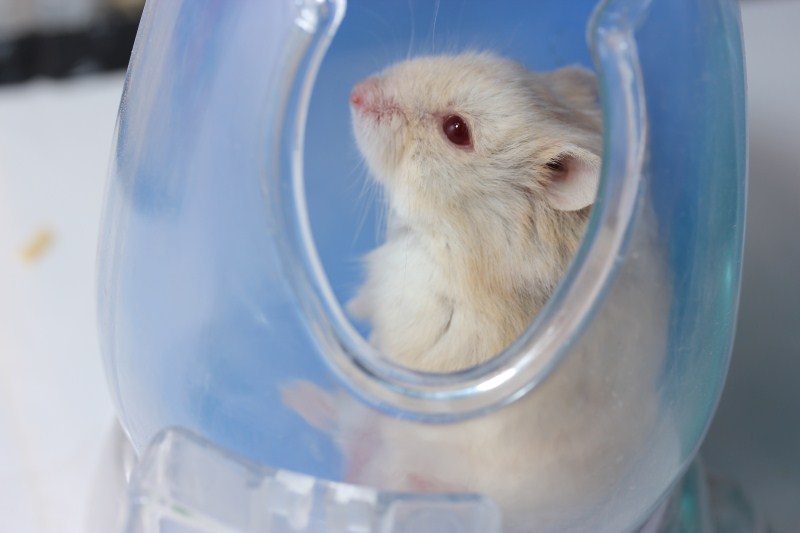 Campbell Argente ( Hamster Gallery ) | Jual Perlengkapan Dan Aksesoris ...