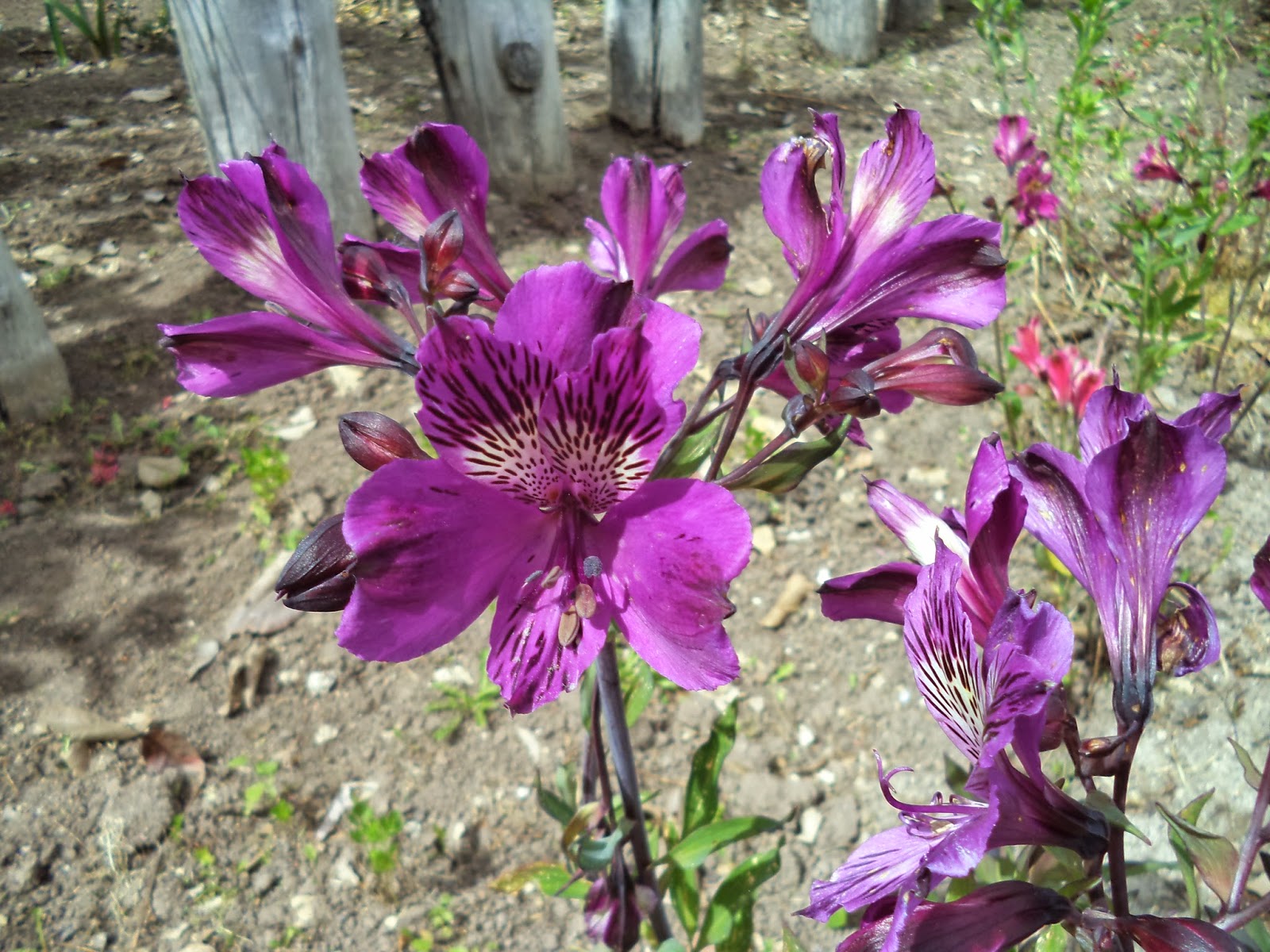 Maravillas Exoticas en la Region Andina (Saraguro): Hermosas azucenas