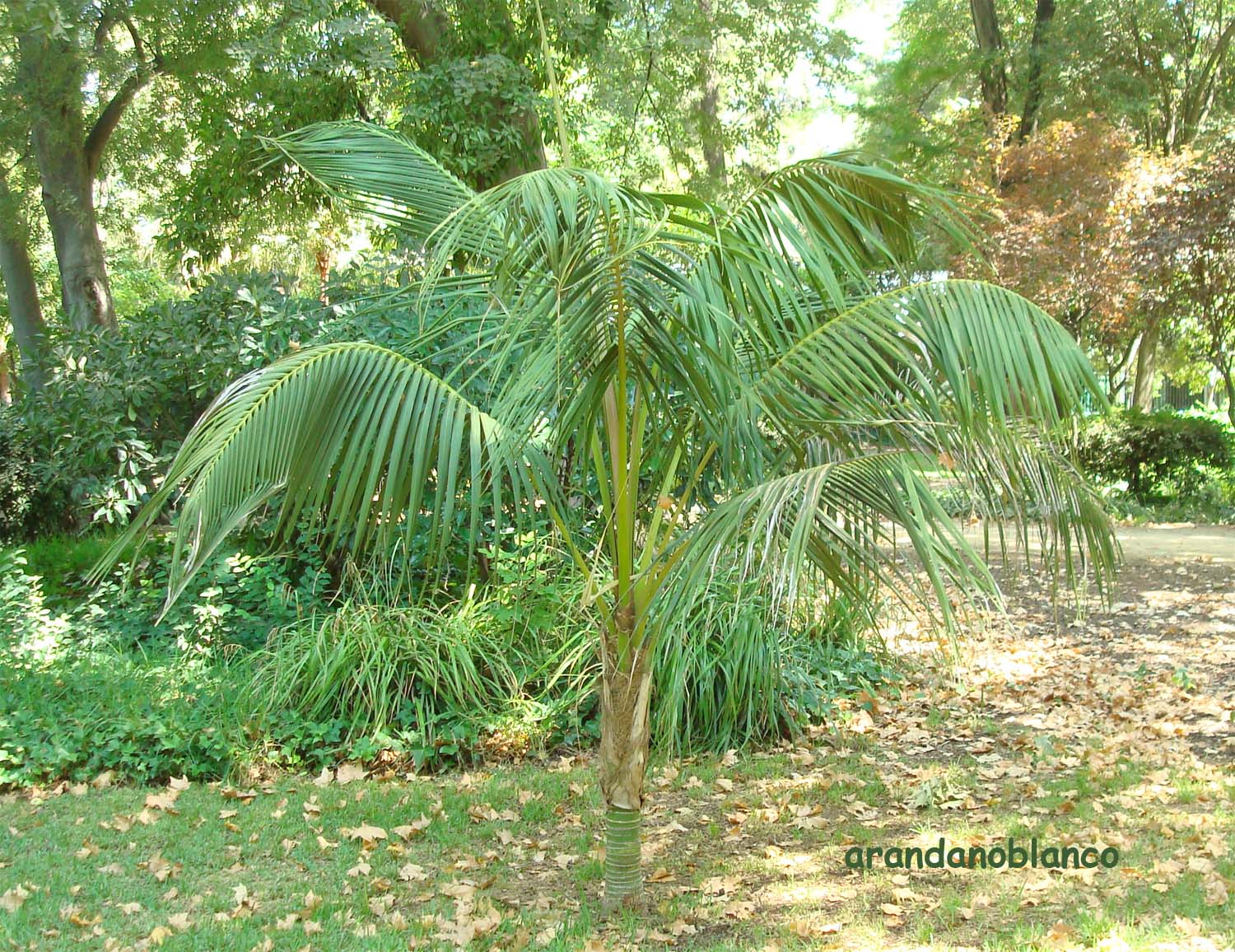 elarbolmiamigo-encinarosa: Palmeras kentias / Kentia / Howea ...