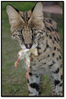 FAUNA EXÓTICA: FICHA CUIDADOS SERVAL (Leptailurus serval)