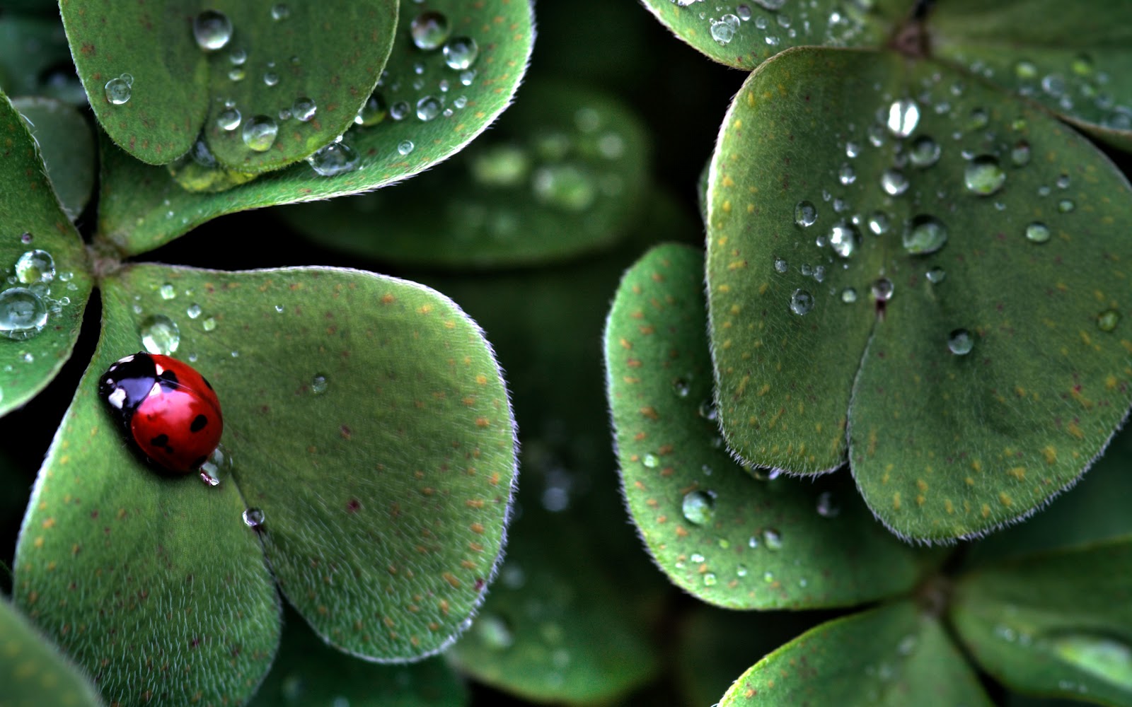 Random HD Wallpapers - HD Wallpapers | Rooteto