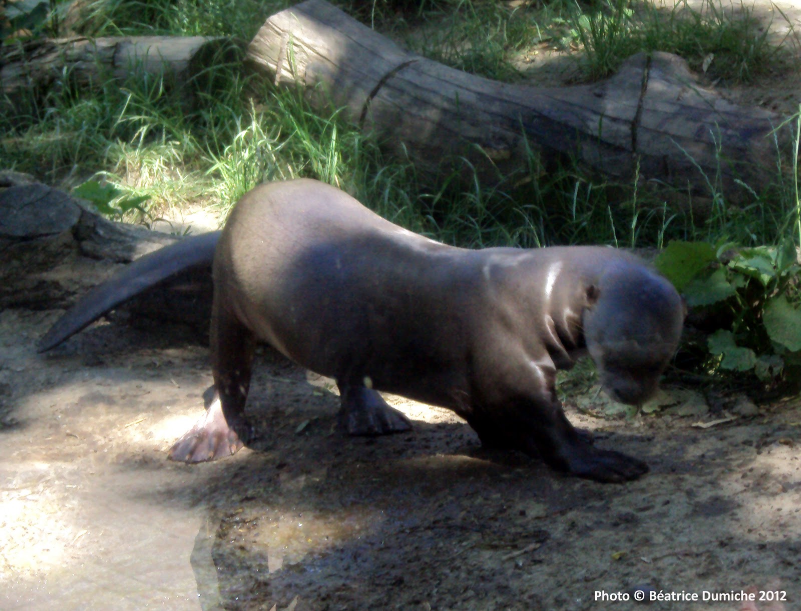 Otter News: Zoo Duisburg's Giant otters - Part III