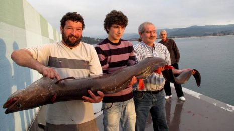 Periodista de pesca: Congrio de 28 kilos en Baiona (Pontevedra)