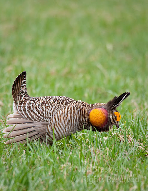 Birding Is Fun!: When Greater is Less