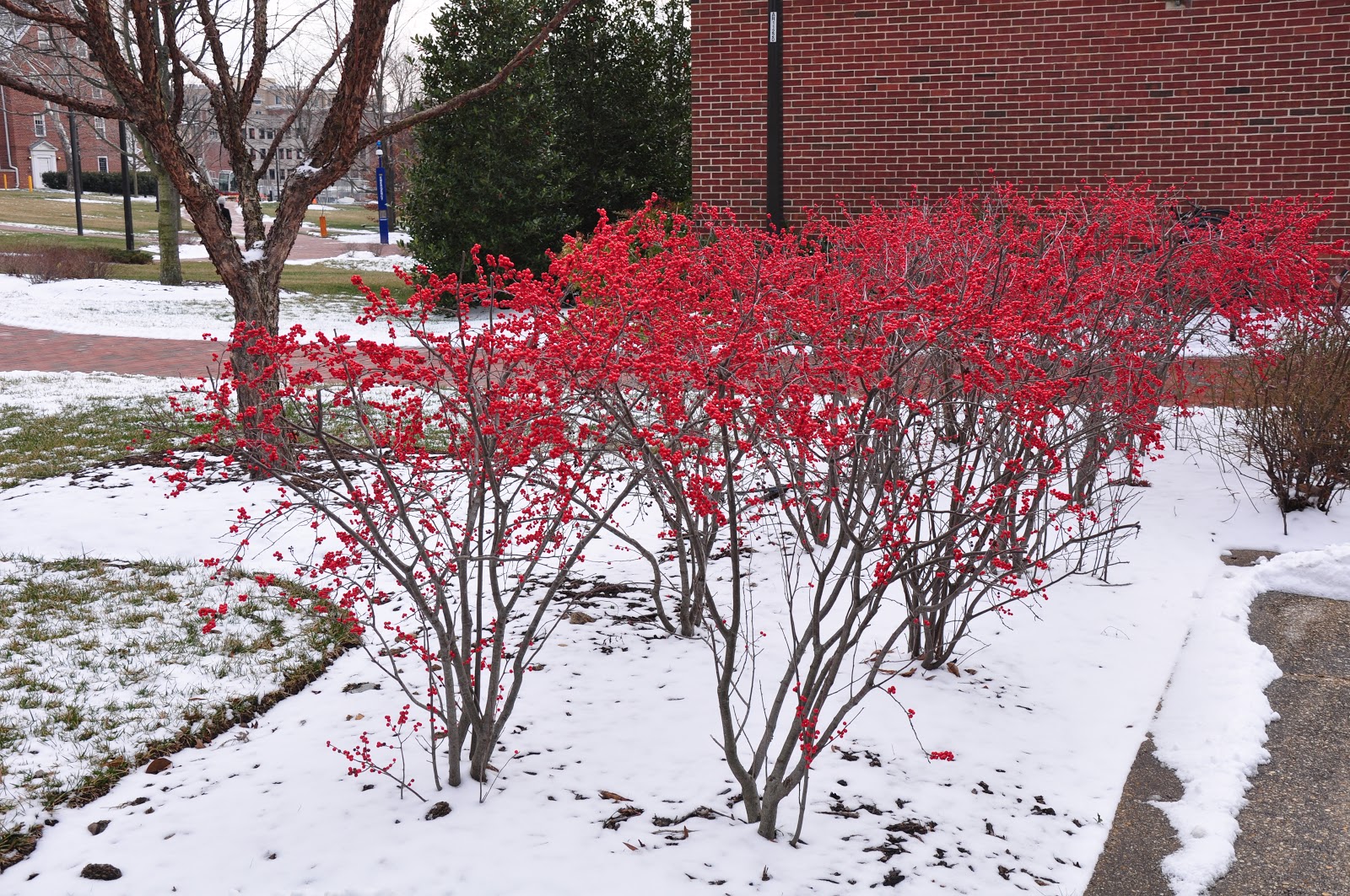 UMD Arboretum and Botanical Garden: Winter Interest in the Landscape