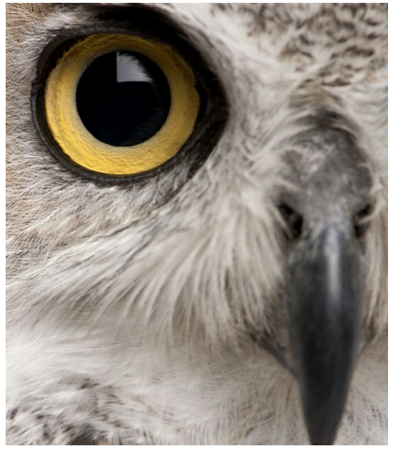 Knowledge Class: Trichromatic Color Vision