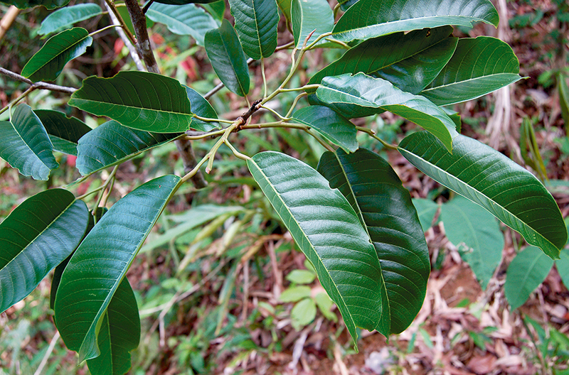 ศูนย์คุ้มครองพันธุ์พืชป่า จังหวัดชุมพร: ช้าม่วง