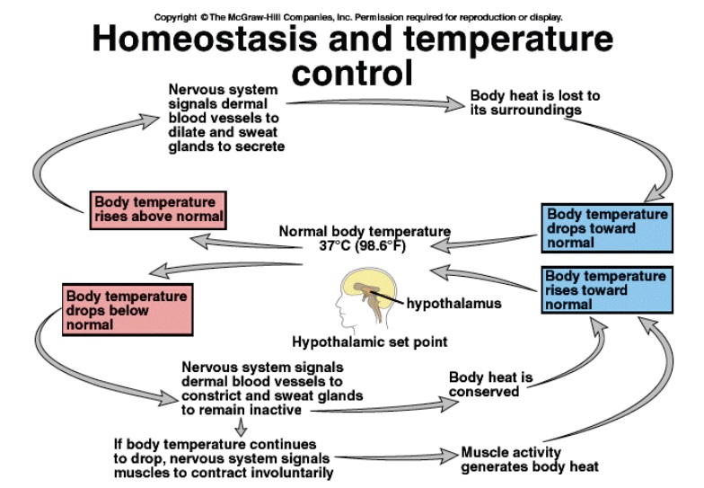 Feedback Mechanisms 1 | Science Technology