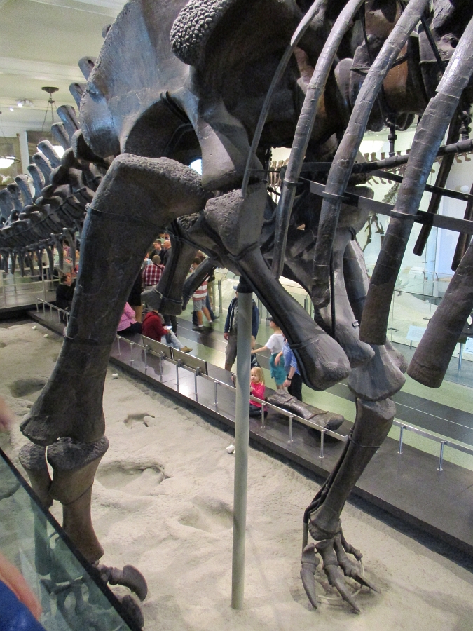 Love in the Time of Chasmosaurs: American Museum of Natural History ...