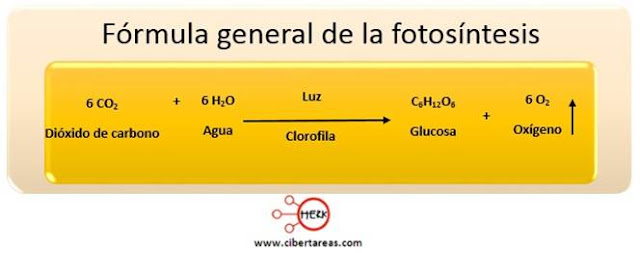biotics I y II: FOTOSíNTESIS