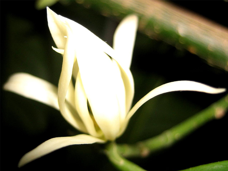 Di balik mitos & manfaat bunga kantil | Nine Lounge