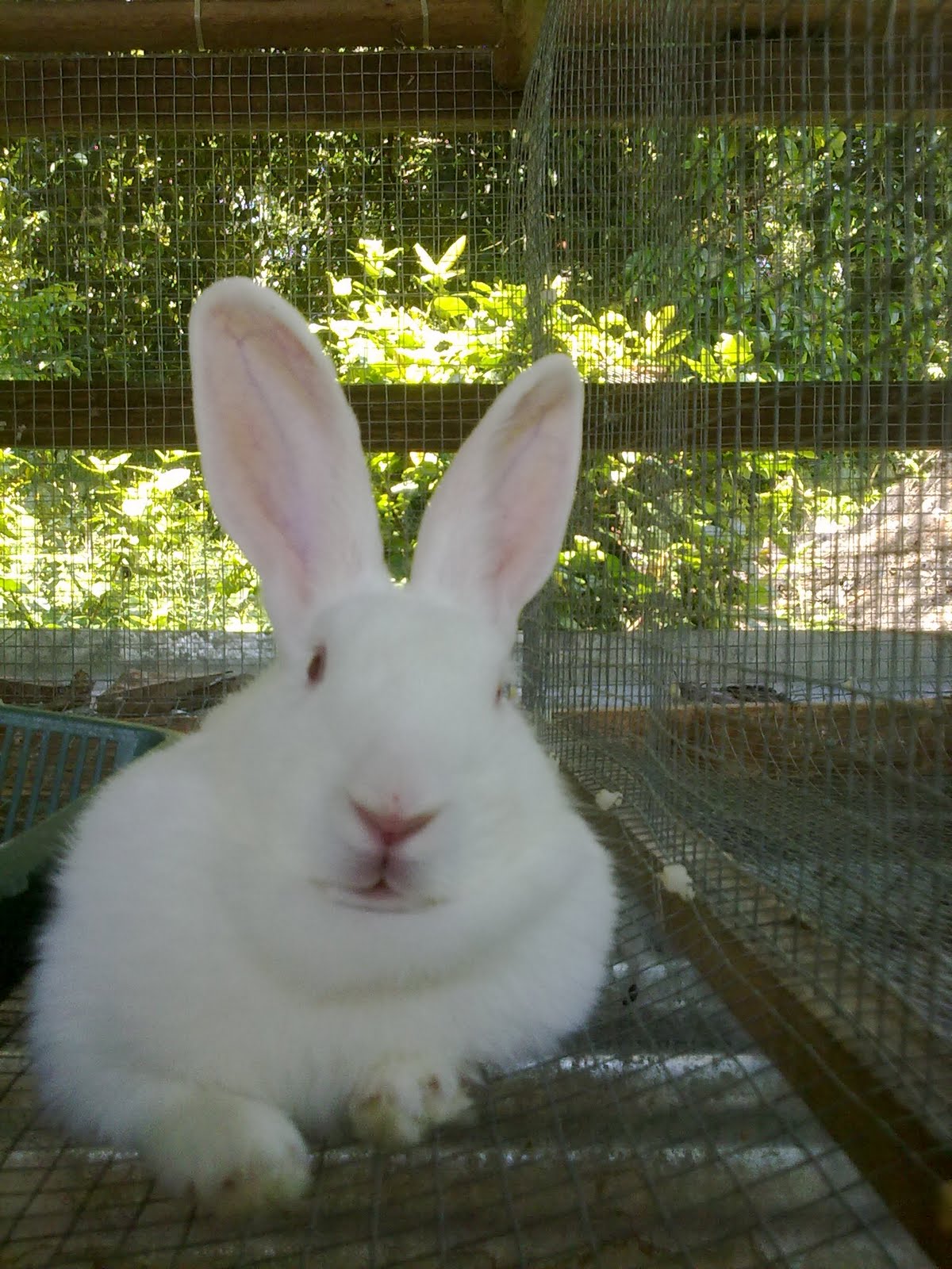 ARNAB PEDAGING: Jenis-jenis arnab yang ada kat Kg. Air Kuning Rabbit ...