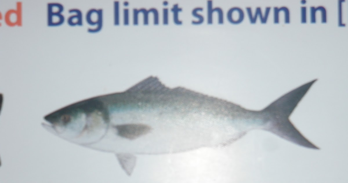 (Fish) Tails from Down Under: Anadromous fish?