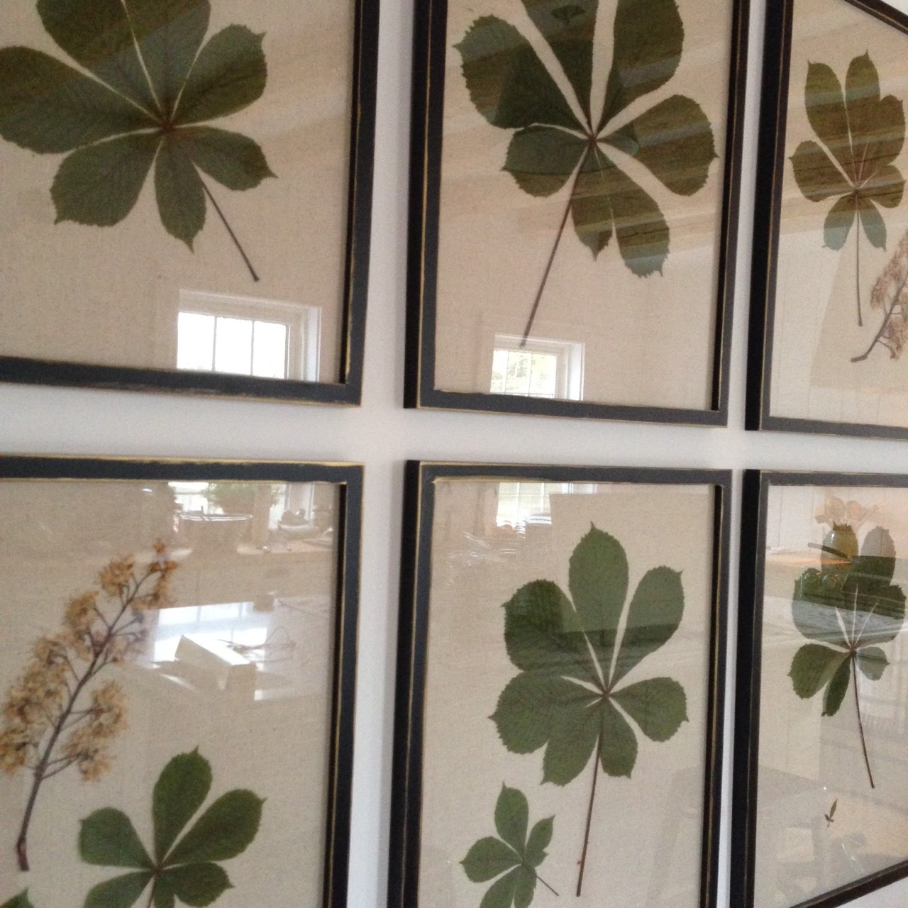 CREED: Framing Pressed Leaves