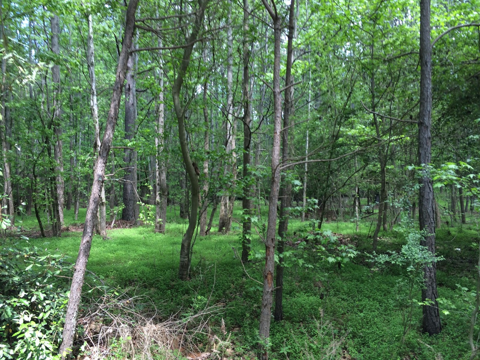 The Arthritic's Guide to Hiking in Northwest Georgia: Berry College ...