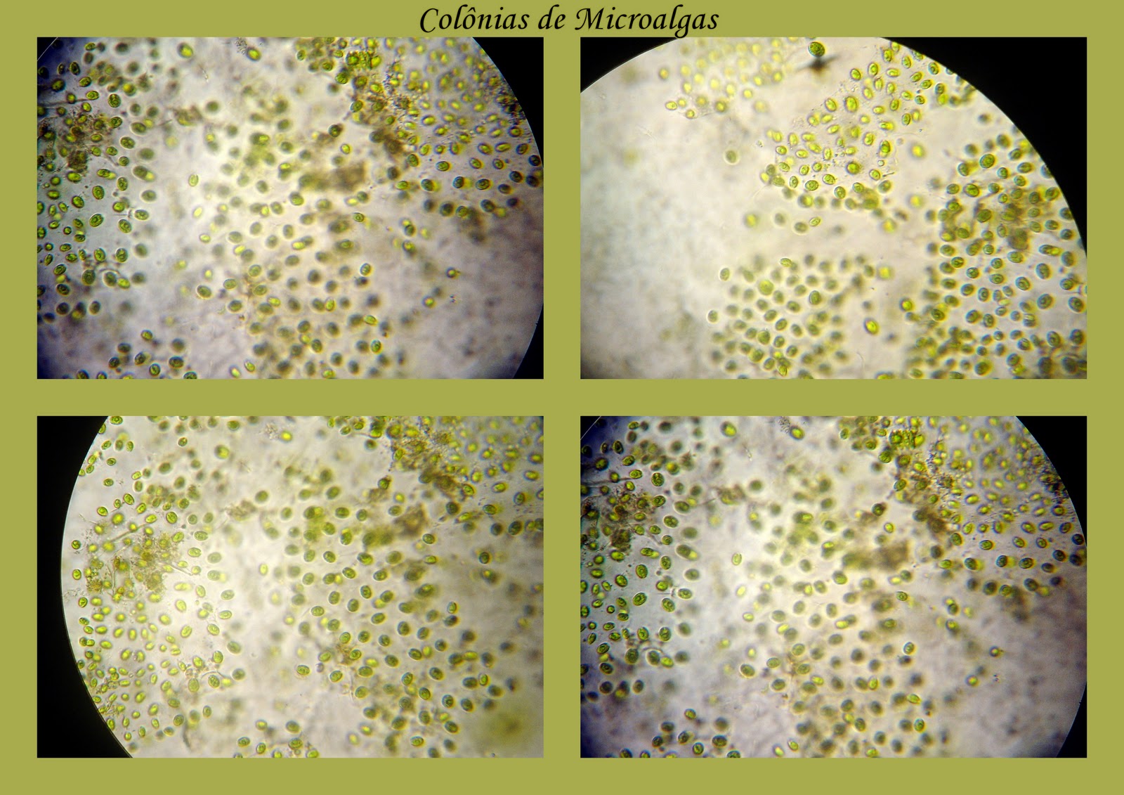 Cultivo de Microalgas em Fotobiorreatores: Colônias... Microalgas...