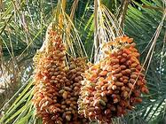 The Earth of India: All About Dates in India