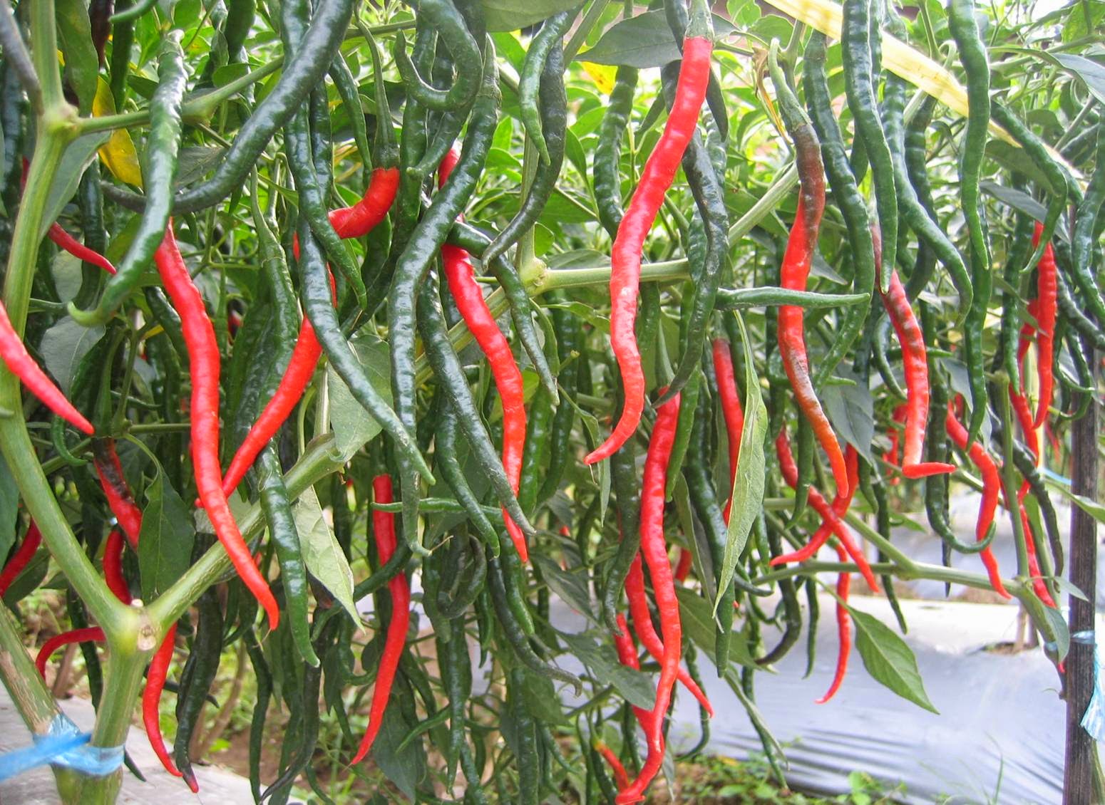 Wisdom: Manfaat dan Kandungan Cabai / Chili pepper / Capsicum annum L