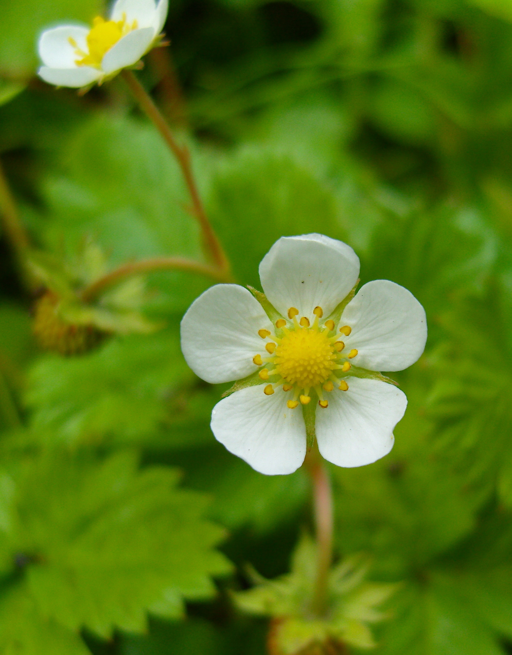 The Wronicles of RedScot: O' Flouer o' Scotland...