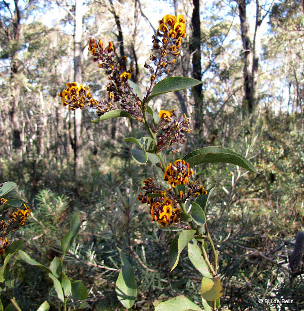 Sydney's Wildflowers and Native Plants: Daviesia latifolia - Broad-leaf ...