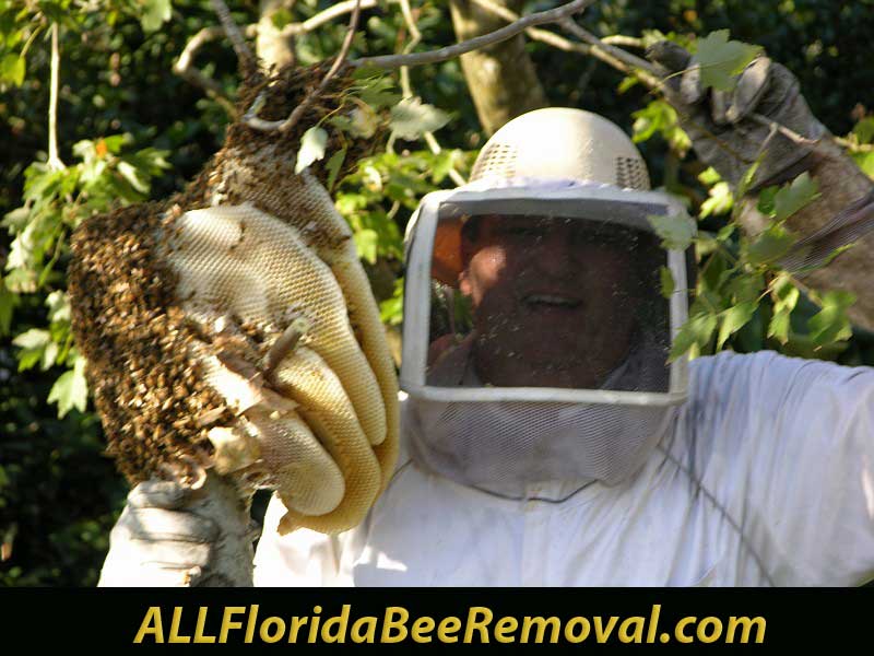 ALL Florida Bee Removal Blog: Need FREE Bee Removal? We are looking for ...