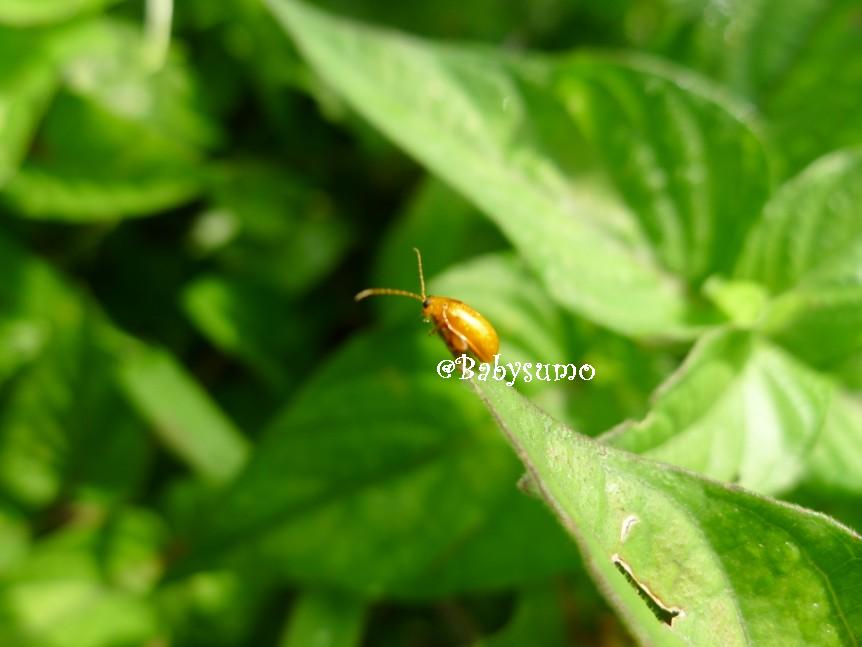 Baby Sumo Photography: Orange ladybug in Diving Competition - Kuala ...