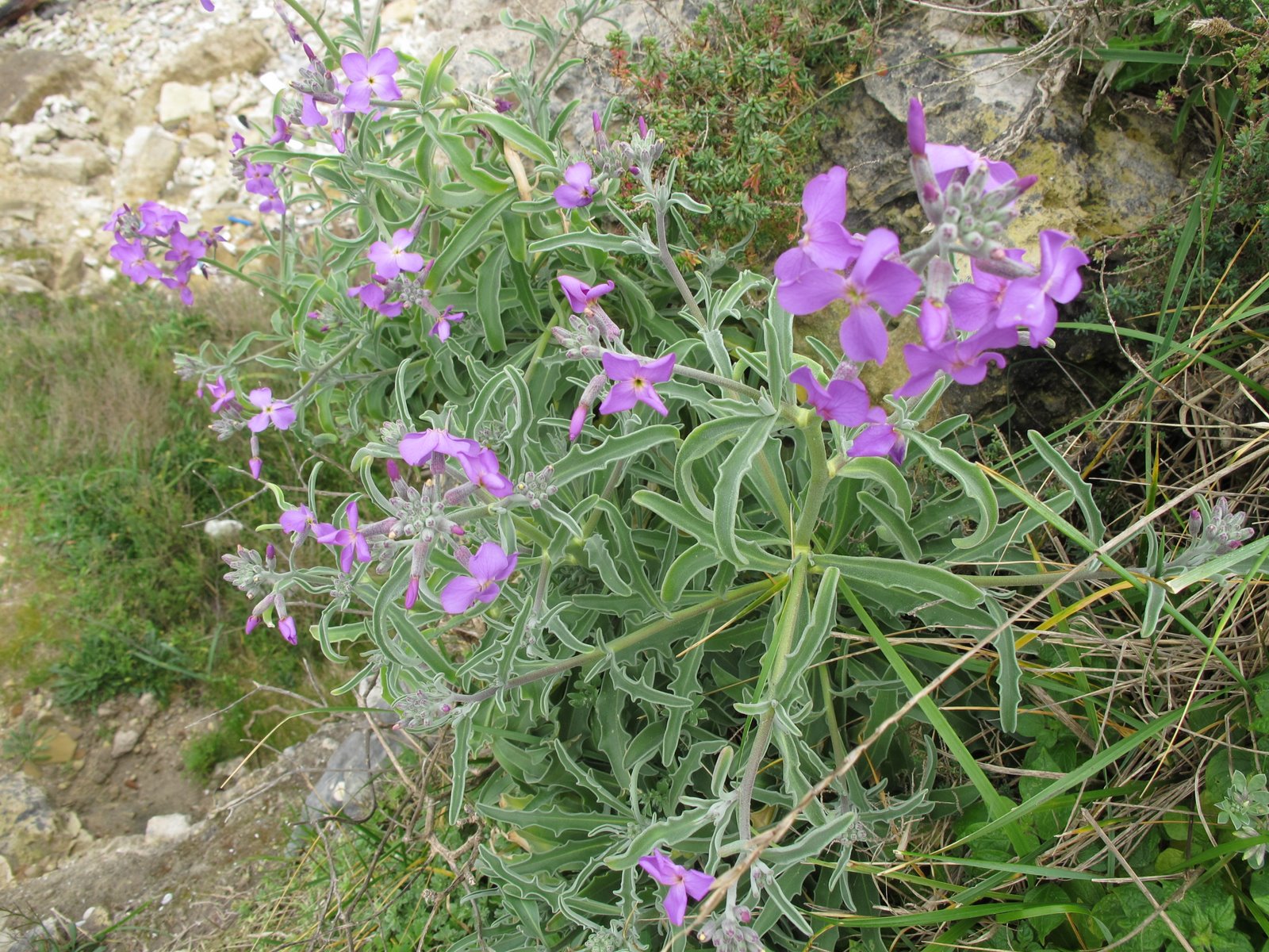 FLORA NEL SALENTO e.. anche altrove: Matthiola sinuata (L.) R. Br ...