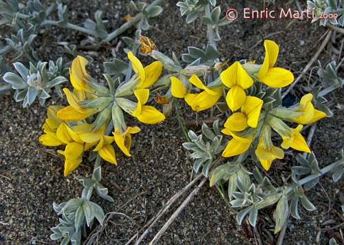 Leguminosae: Lotus creticus - Flores Silvestres del Mediterráneo