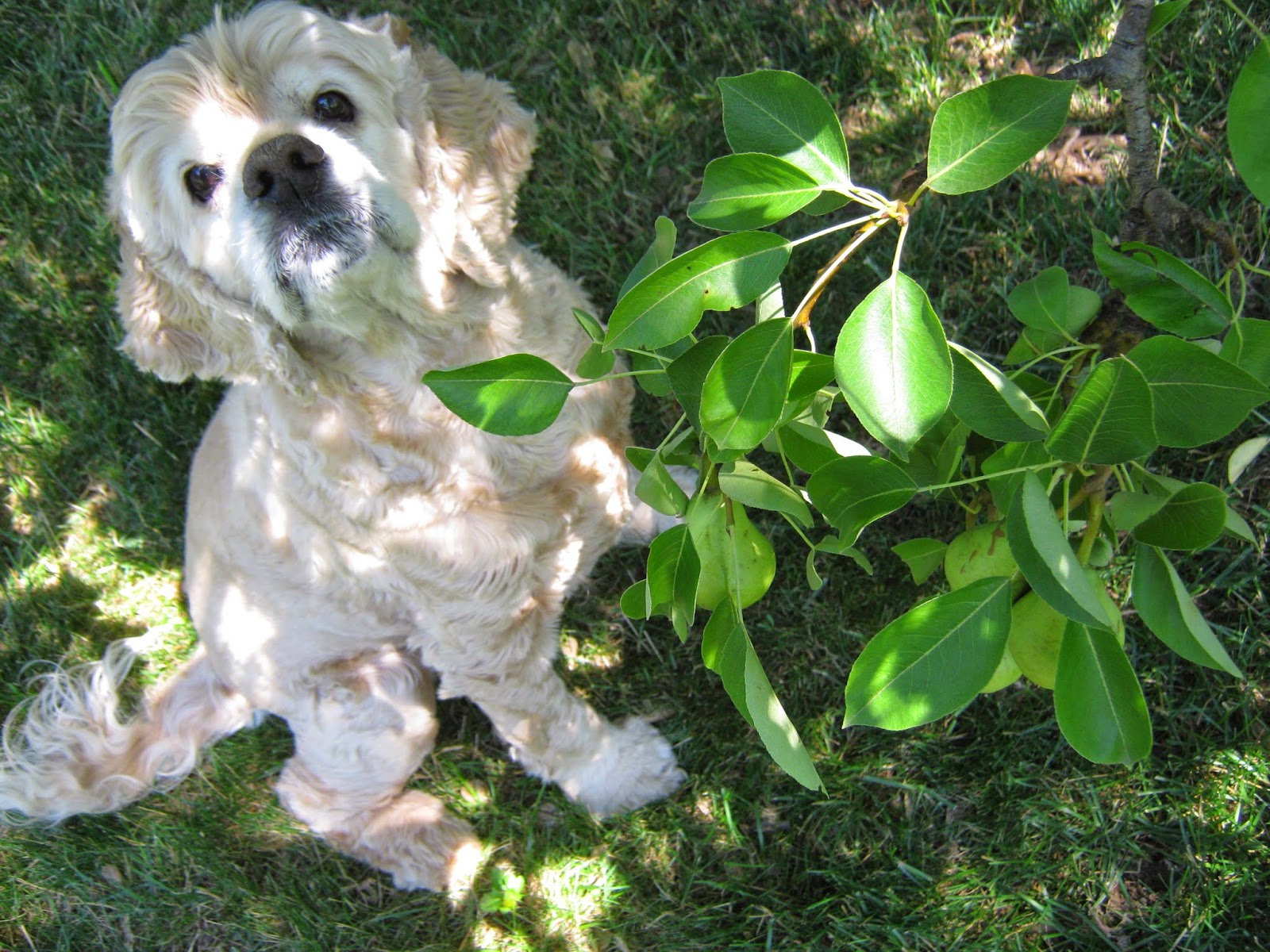 The Daily Bone: Remembering Joey Dog