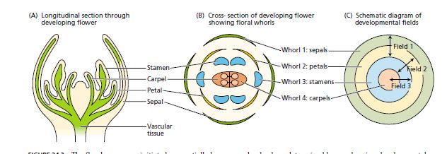 CSIR - ABC MODEL OF FLOWER DEVELOPMENT IMPORTANT TOPIC