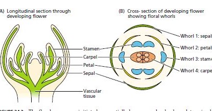 CSIR - ABC MODEL OF FLOWER DEVELOPMENT IMPORTANT TOPIC
