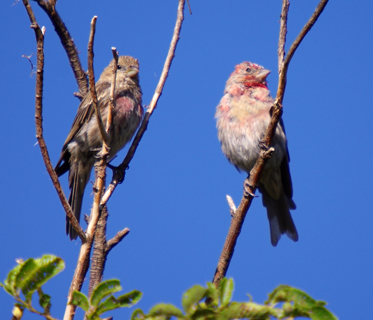 Colorado Photos.....: Common House Finch